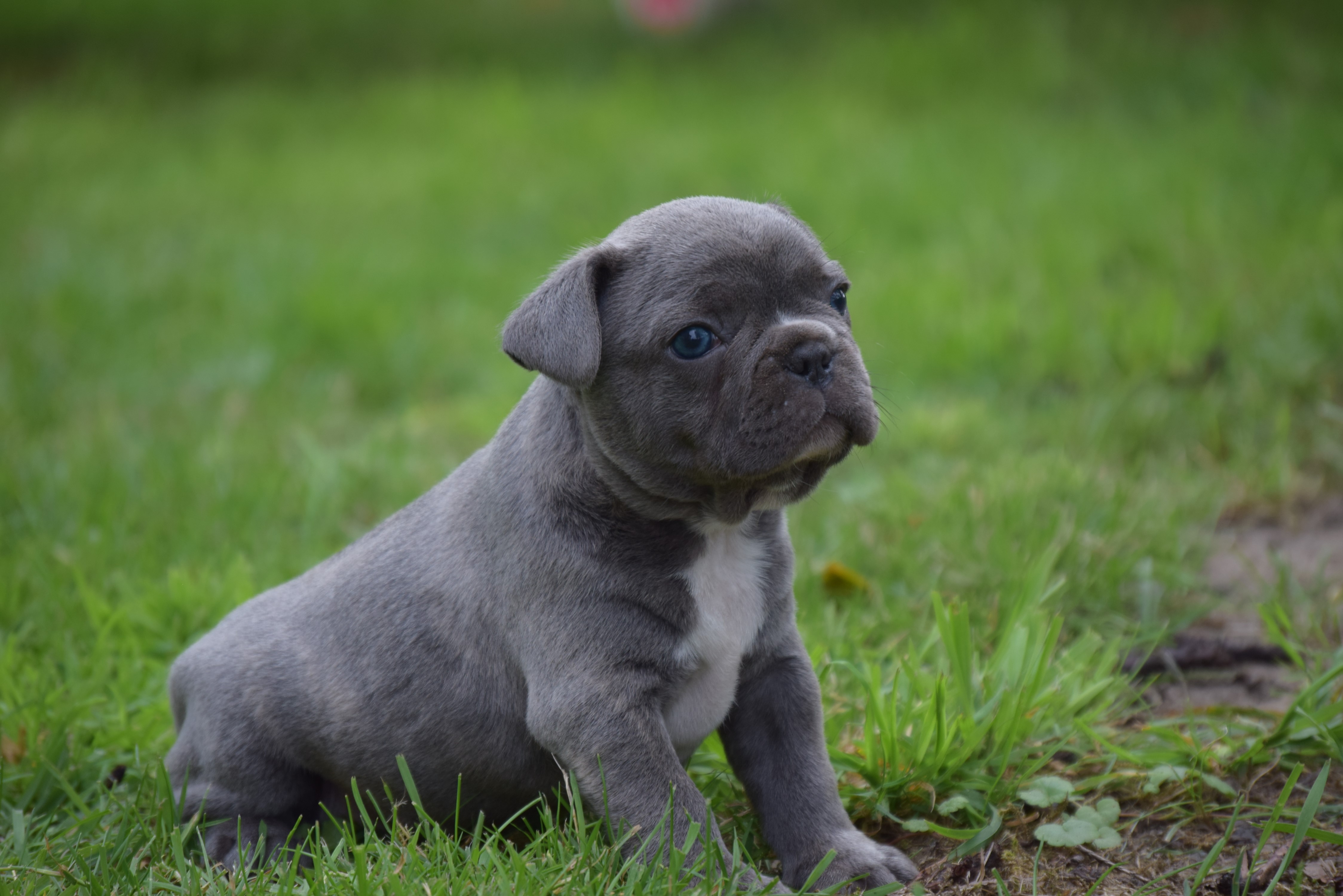 Züchter Gesunder Bullys vom Bully-land - Galerie