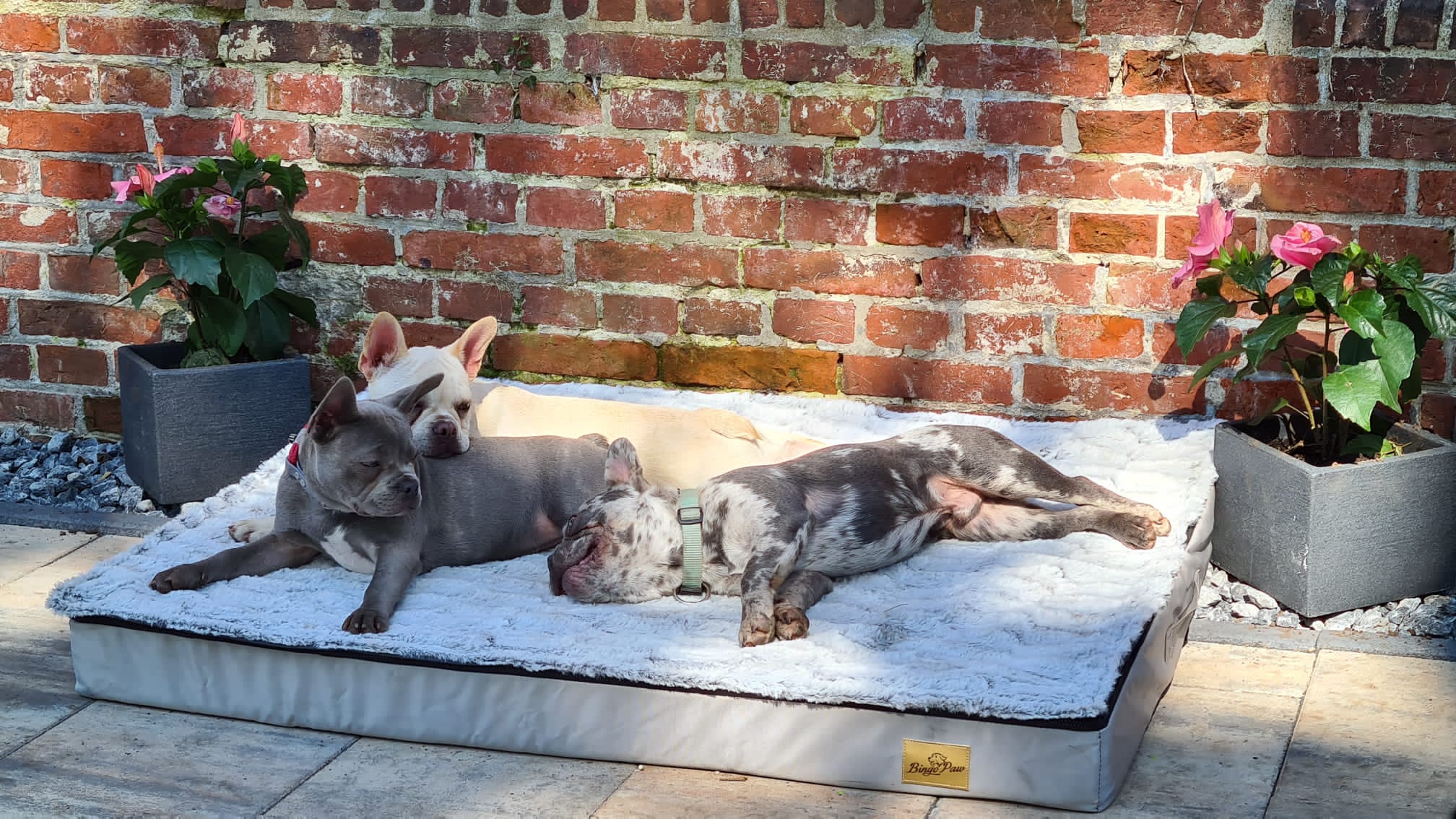 Züchter Gesunder Bullys vom Bully-land - Unsere Rentner