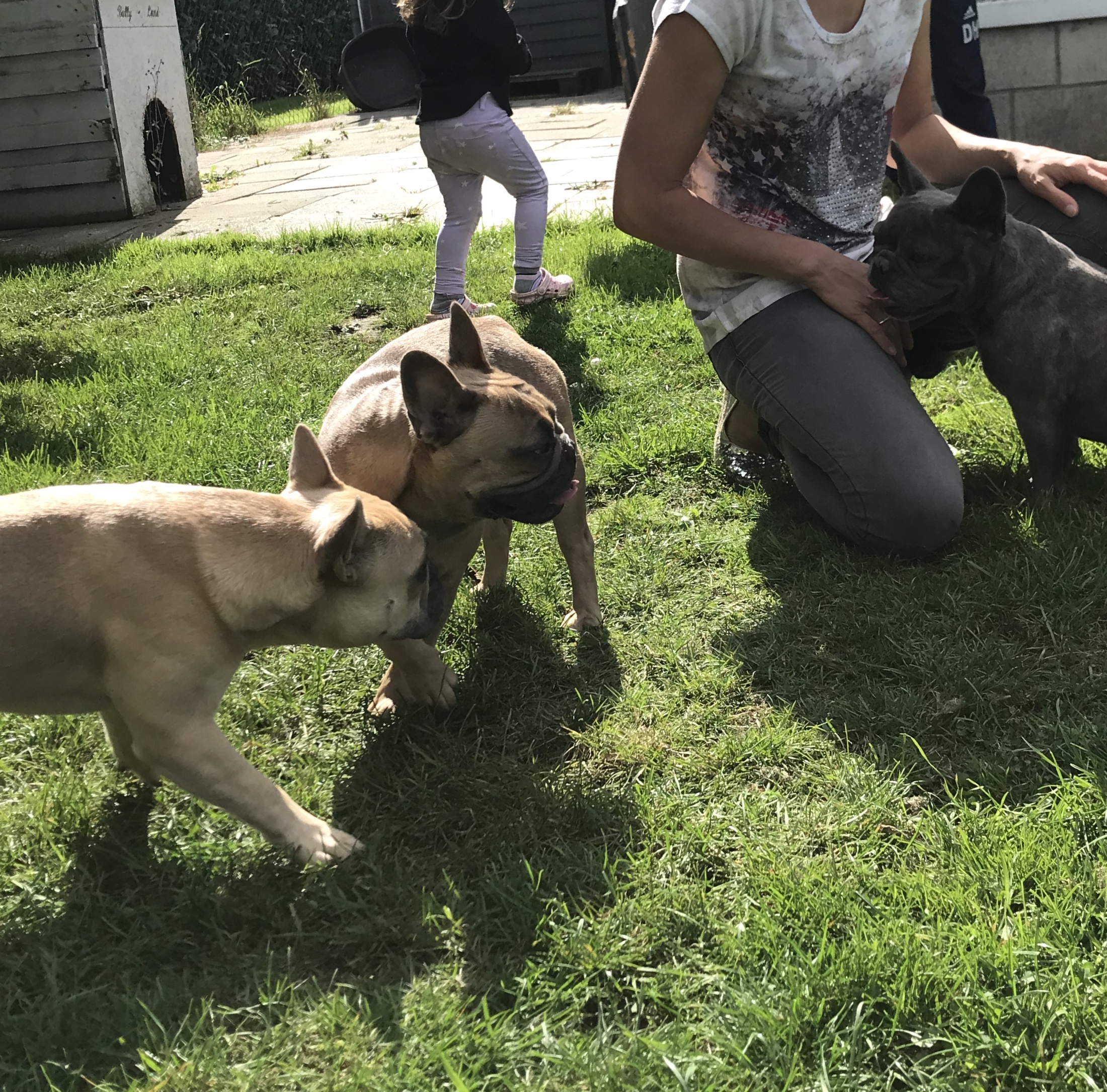 Züchter Gesunder Bullys vom Bully-land - Galerie